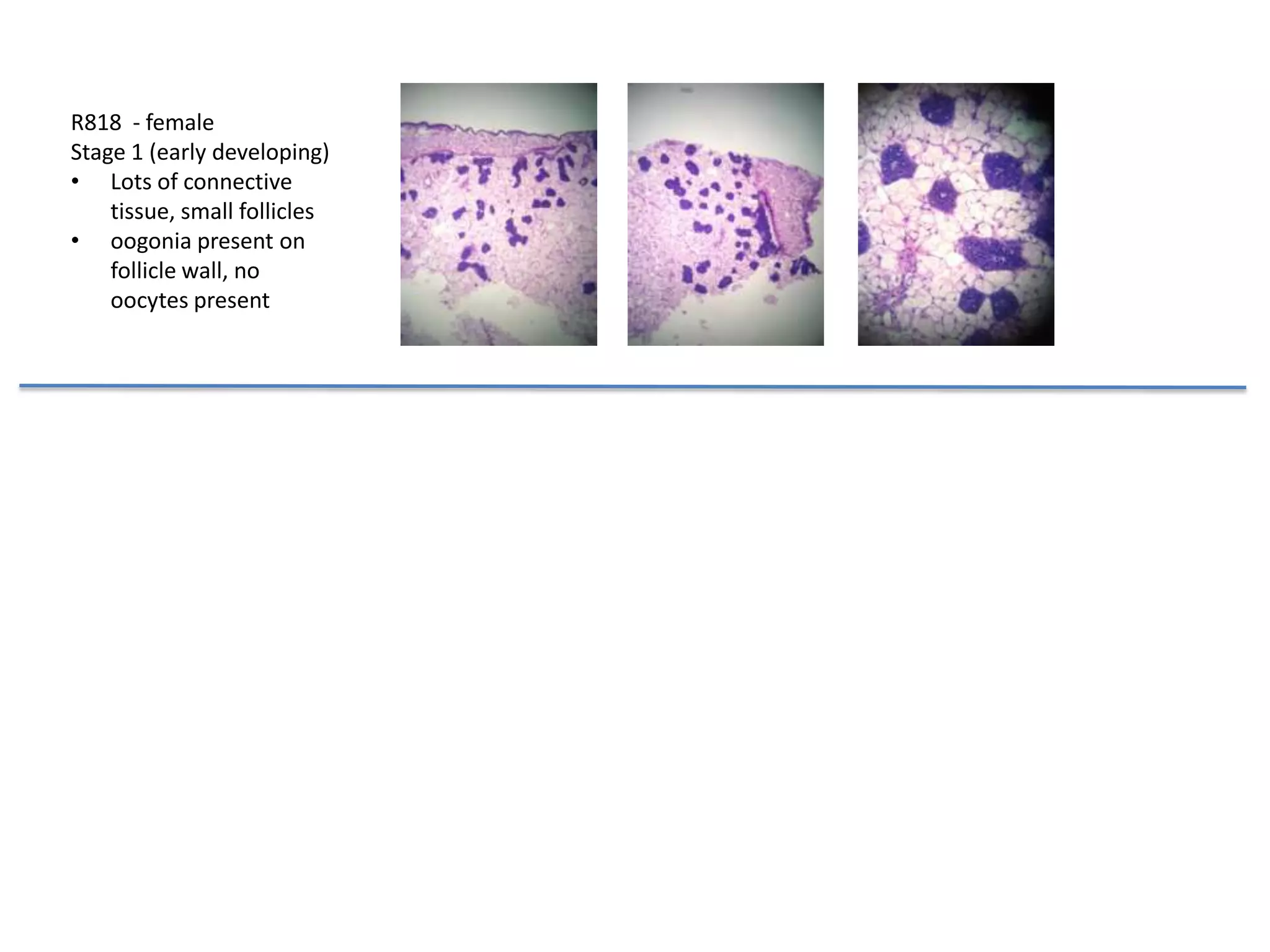 Images histology day0 | PPT