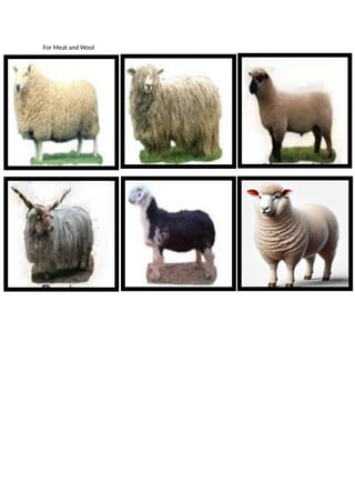 IMAGES OF DIFFERENT BREEDS OF SHEEP.docx