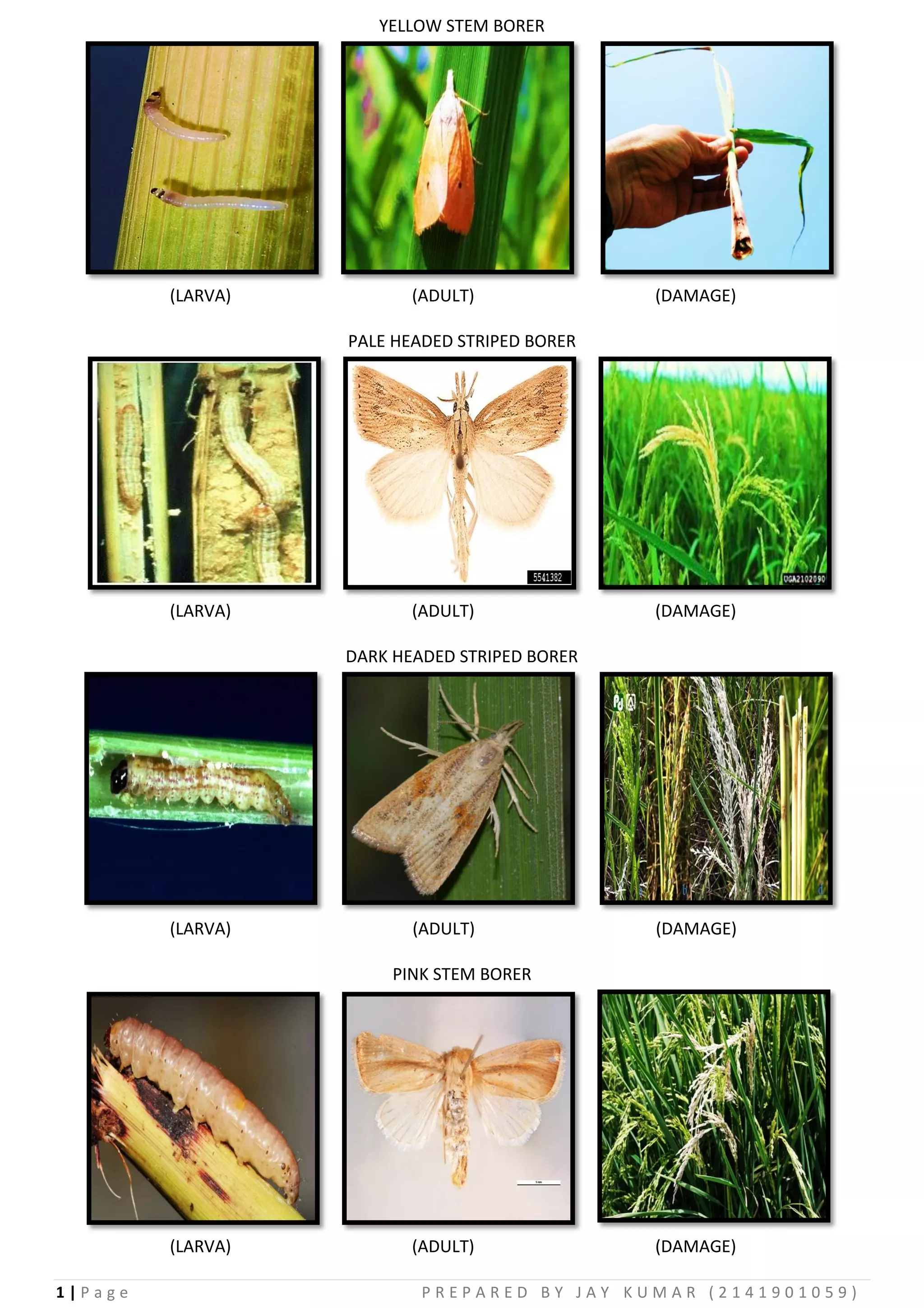 IMAGES OF PEST OF RICE.pdf