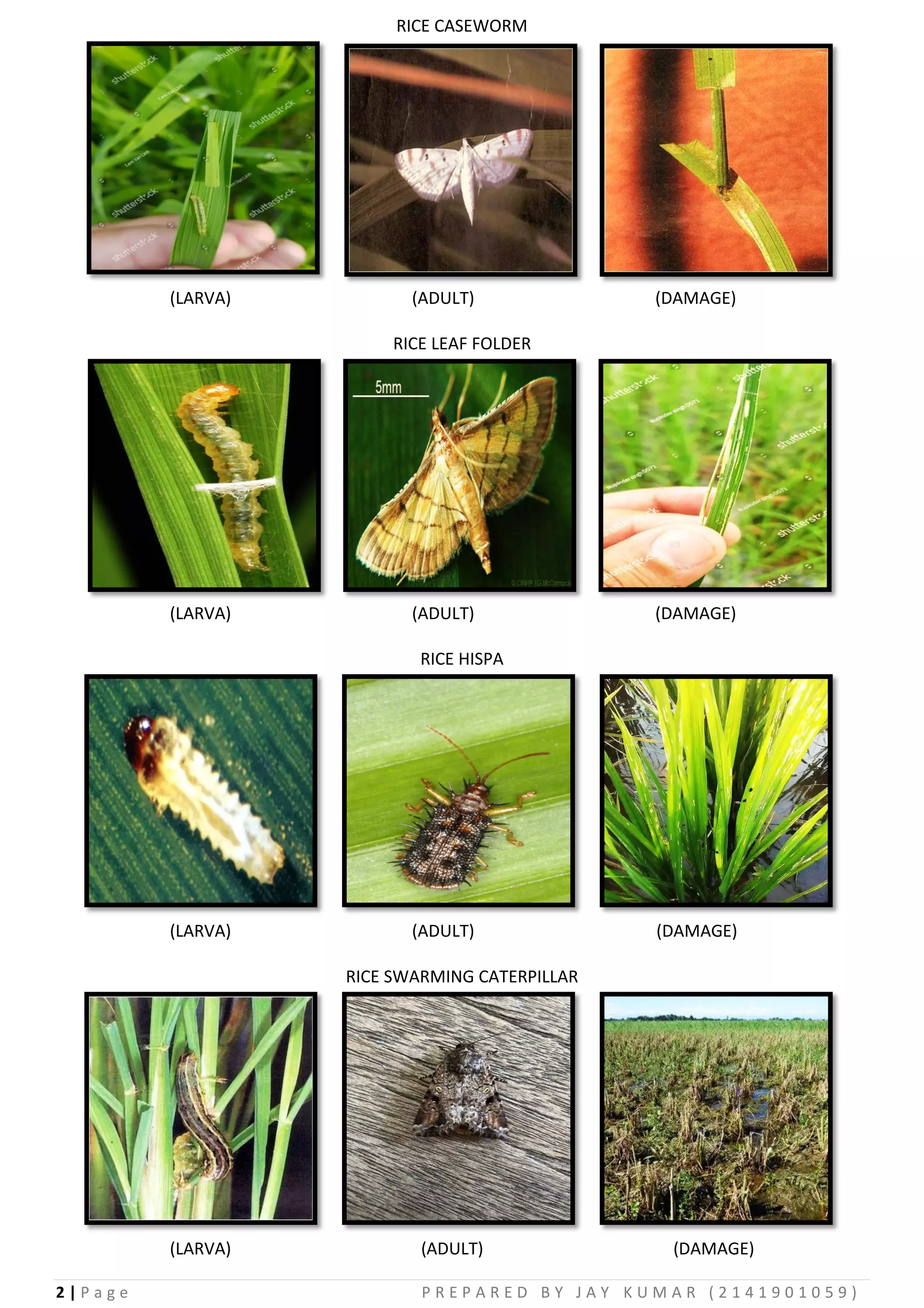 IMAGES OF PEST OF RICE.pdf