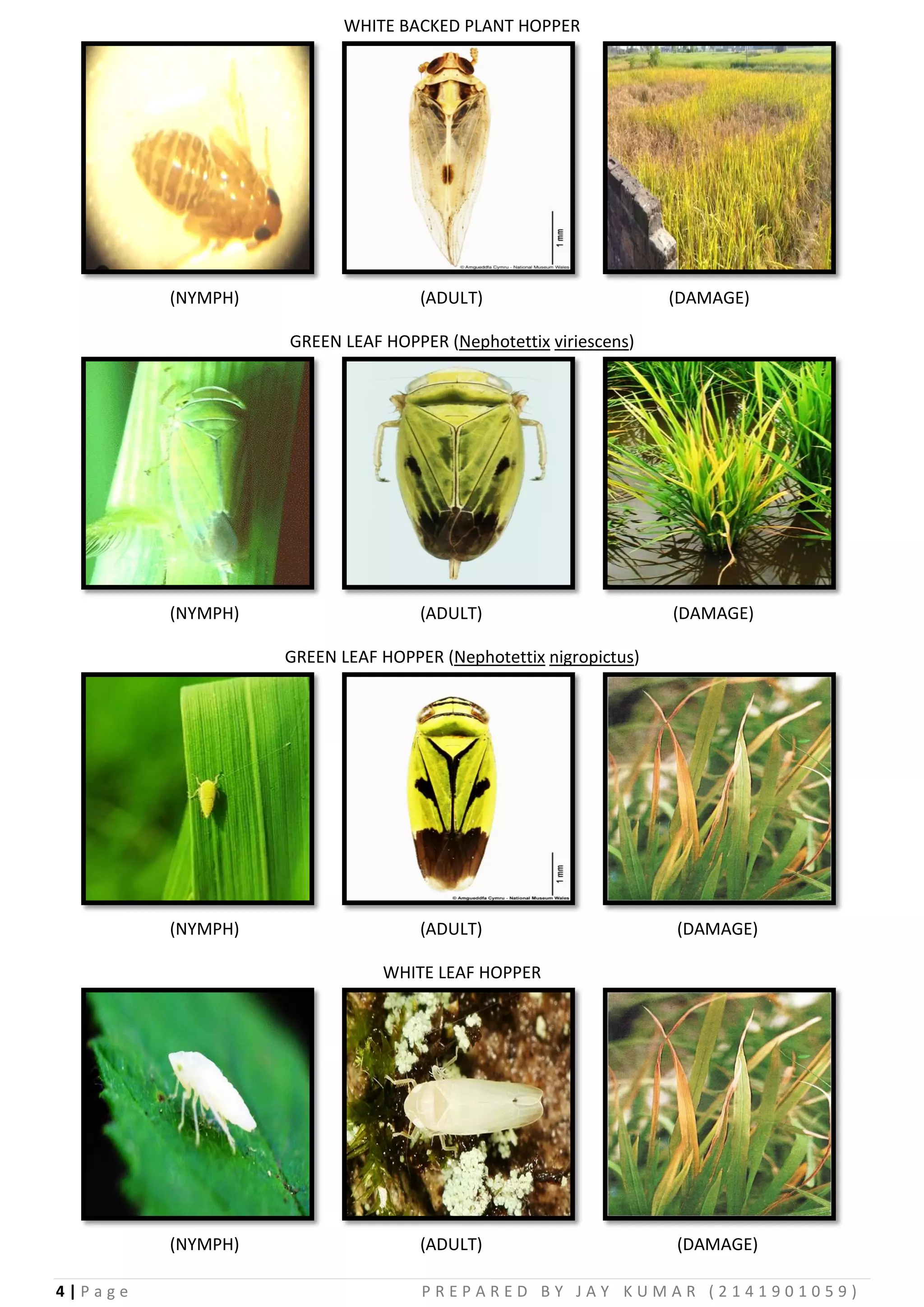 IMAGES OF PEST OF RICE.pdf