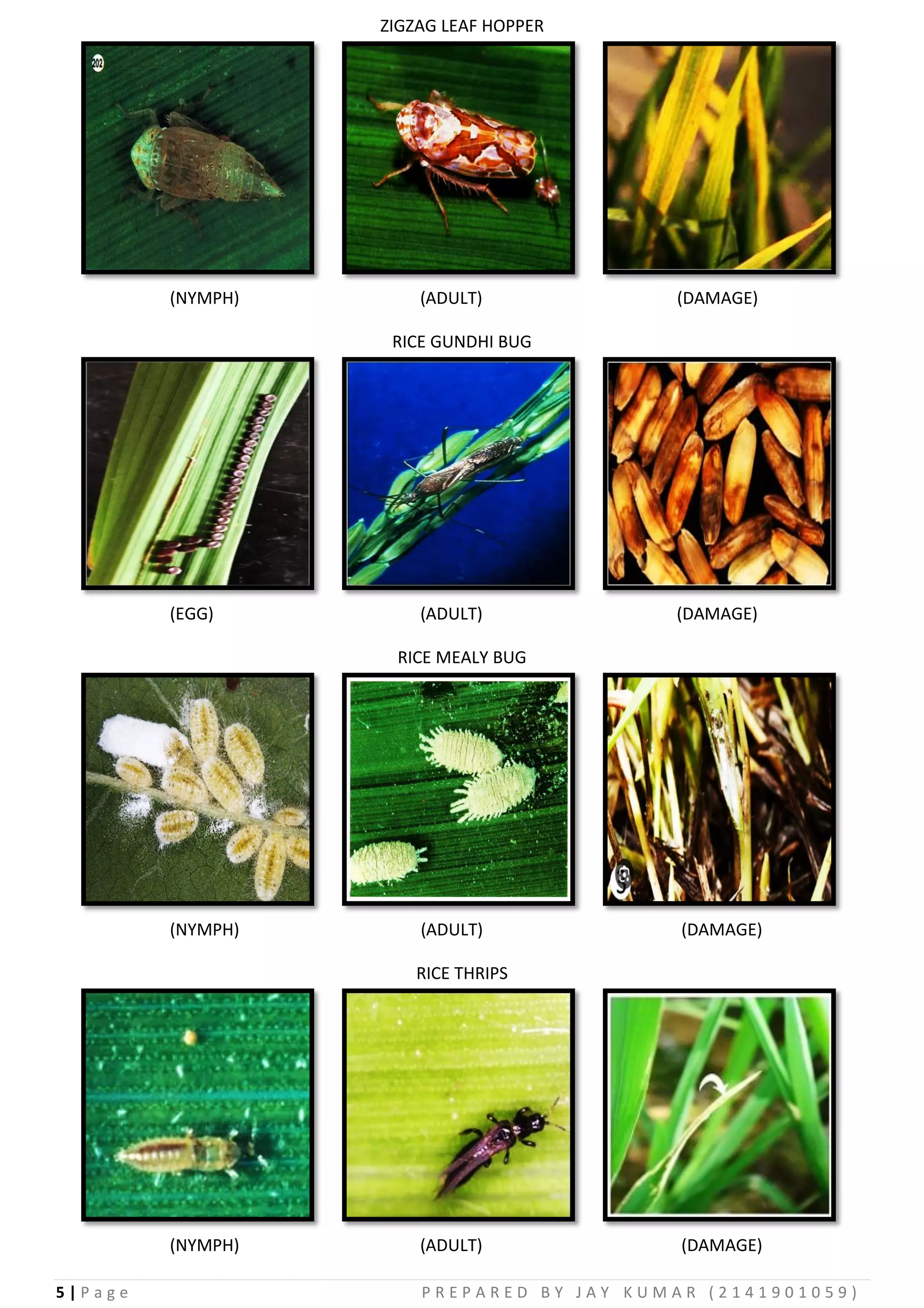 IMAGES OF PEST OF RICE.pdf