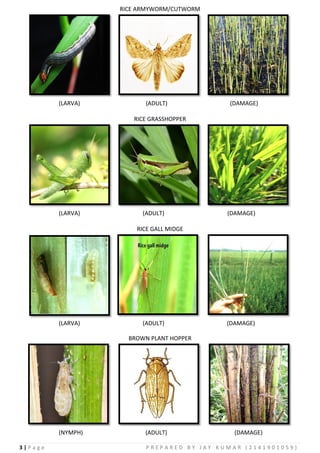 IMAGES OF PEST OF RICE.pdf