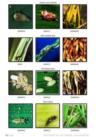 IMAGES OF PEST OF RICE.pdf