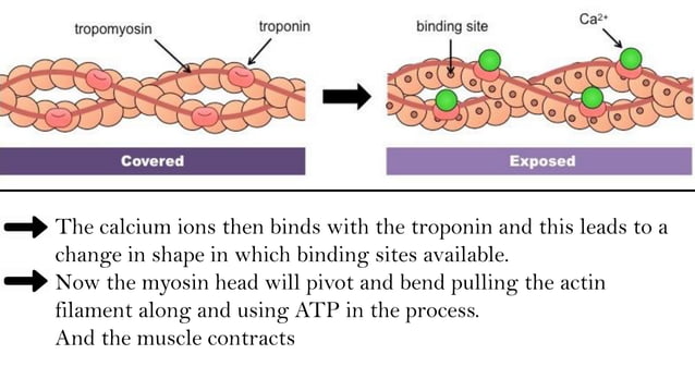 Chemical and molecular basis of muscle contraction | PPT
