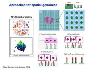 Image Based Transcriptomics: An Overview | PDF