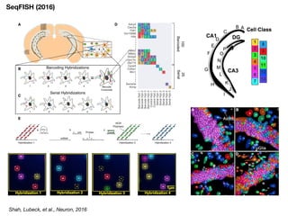 Image Based Transcriptomics: An Overview | PDF
