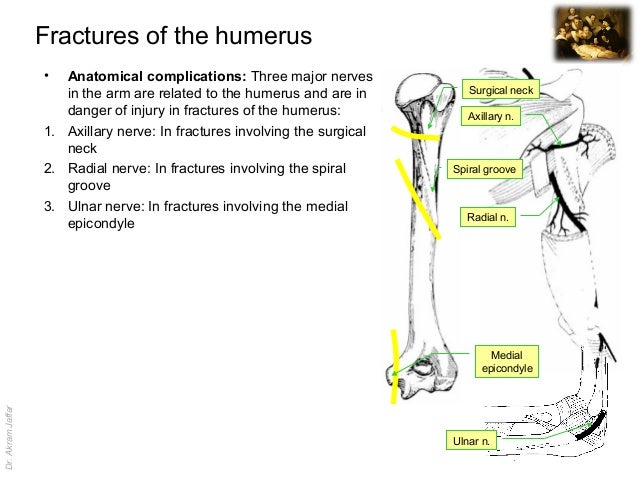 Imaging anatomy fractures of the humerus