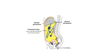 IMAGING ANATOMY OF PERITONEAL SPACES.pptx