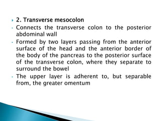 imaginganatomyofperitoneum-170126182046.pdf