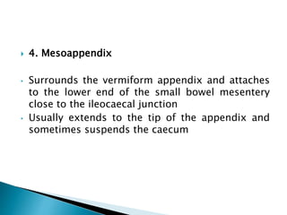 imaginganatomyofperitoneum-170126182046.pdf