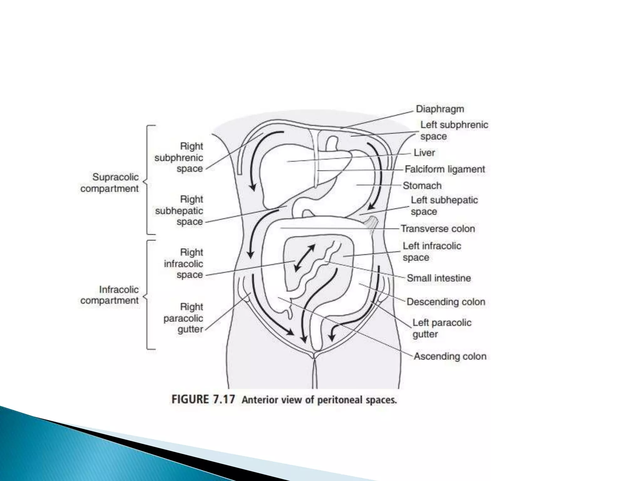 Imaging anatomy of peritoneum | PPTX