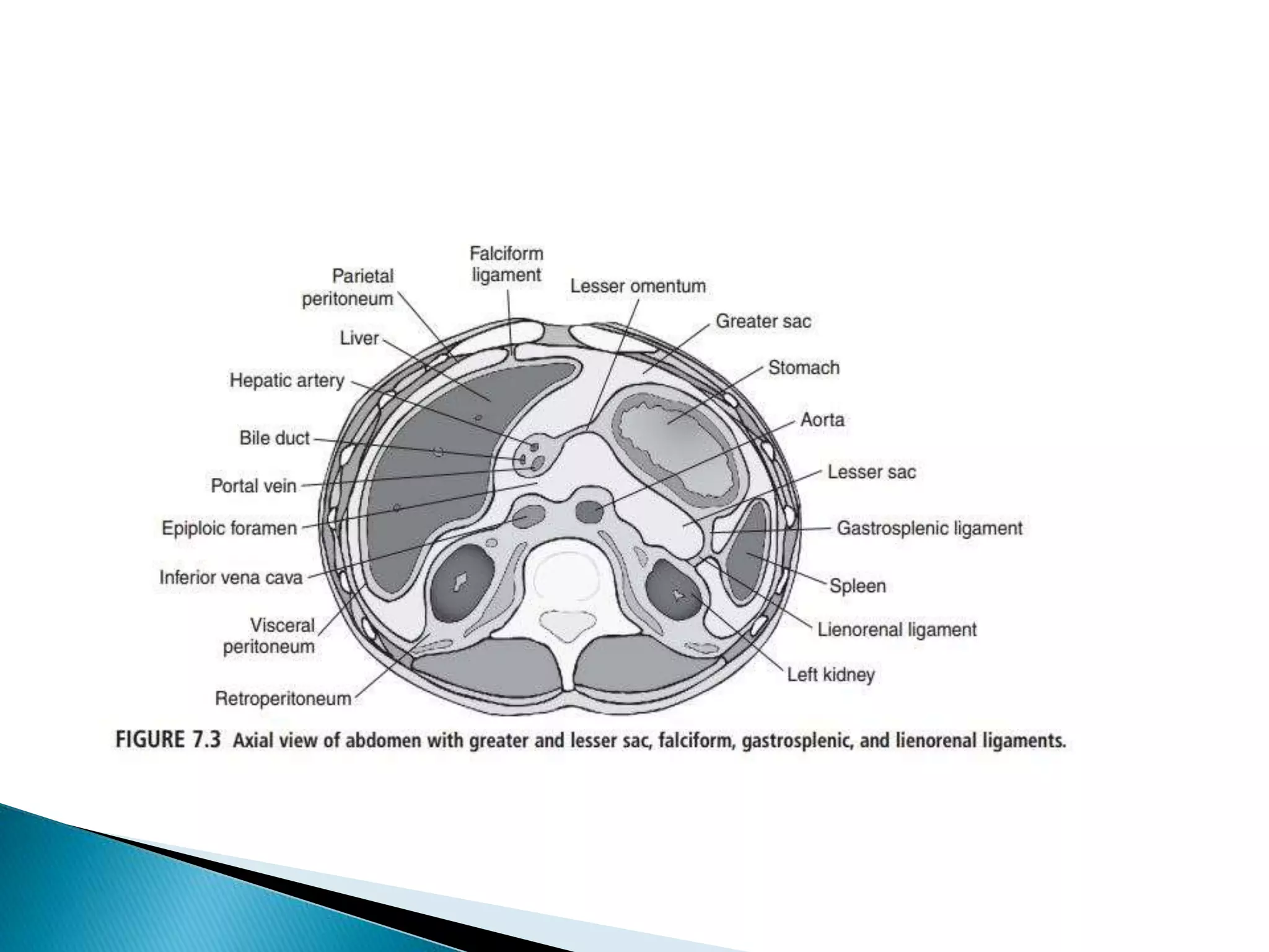 Imaging anatomy of peritoneum | PPTX