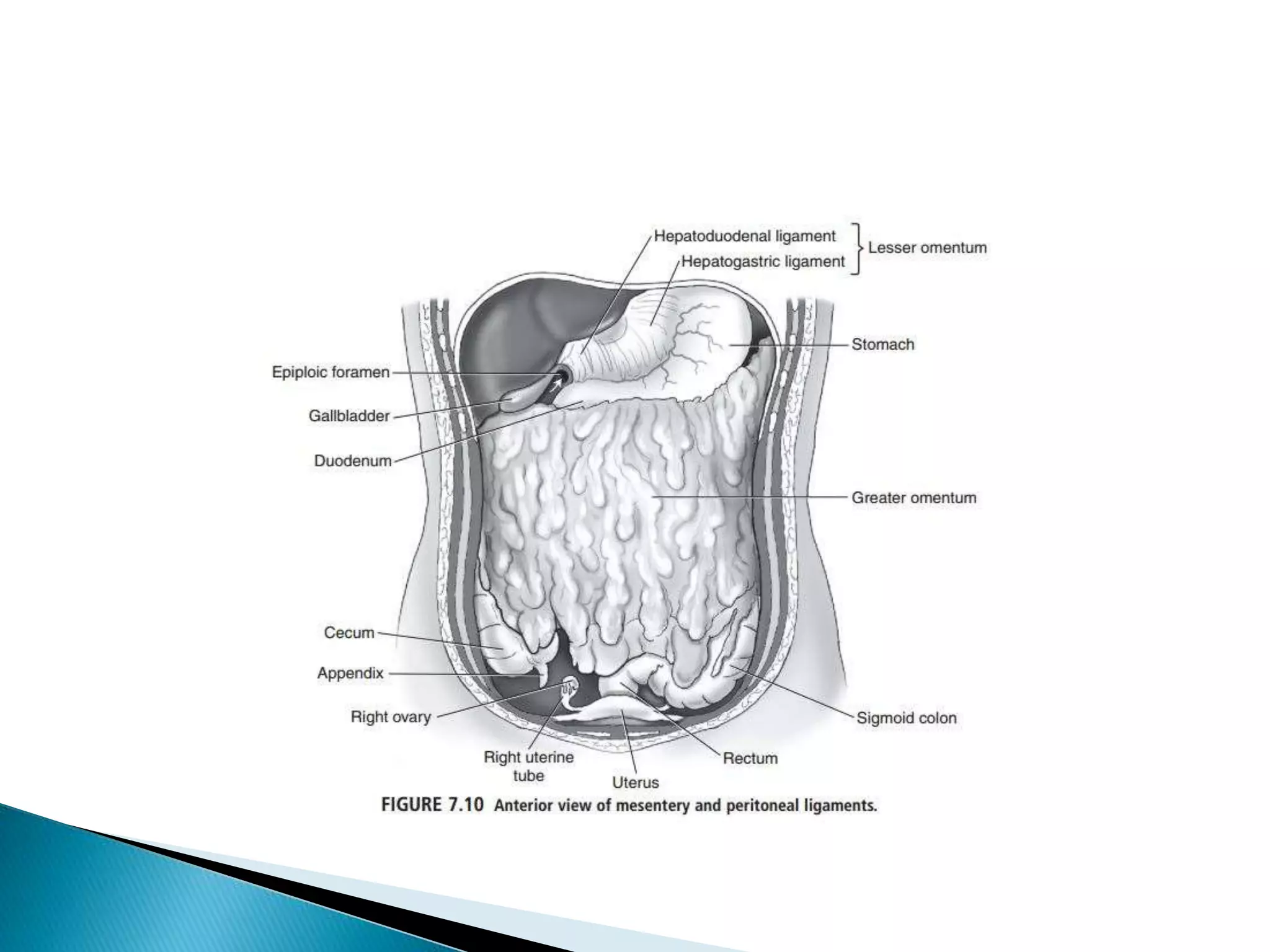 Imaging anatomy of peritoneum | PPTX