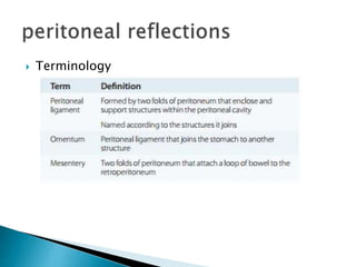 Peritoneal Reflection Of The Line