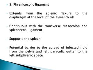 Paracolic Gutter And The Hepatic Flexure