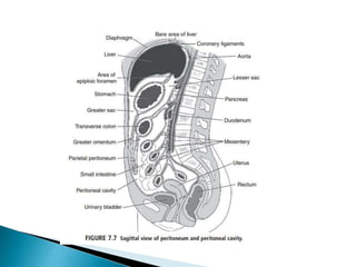 Peritoneum Diagram