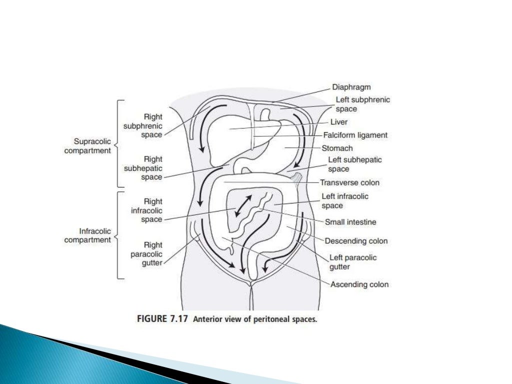 Imaging anatomy of peritoneum
