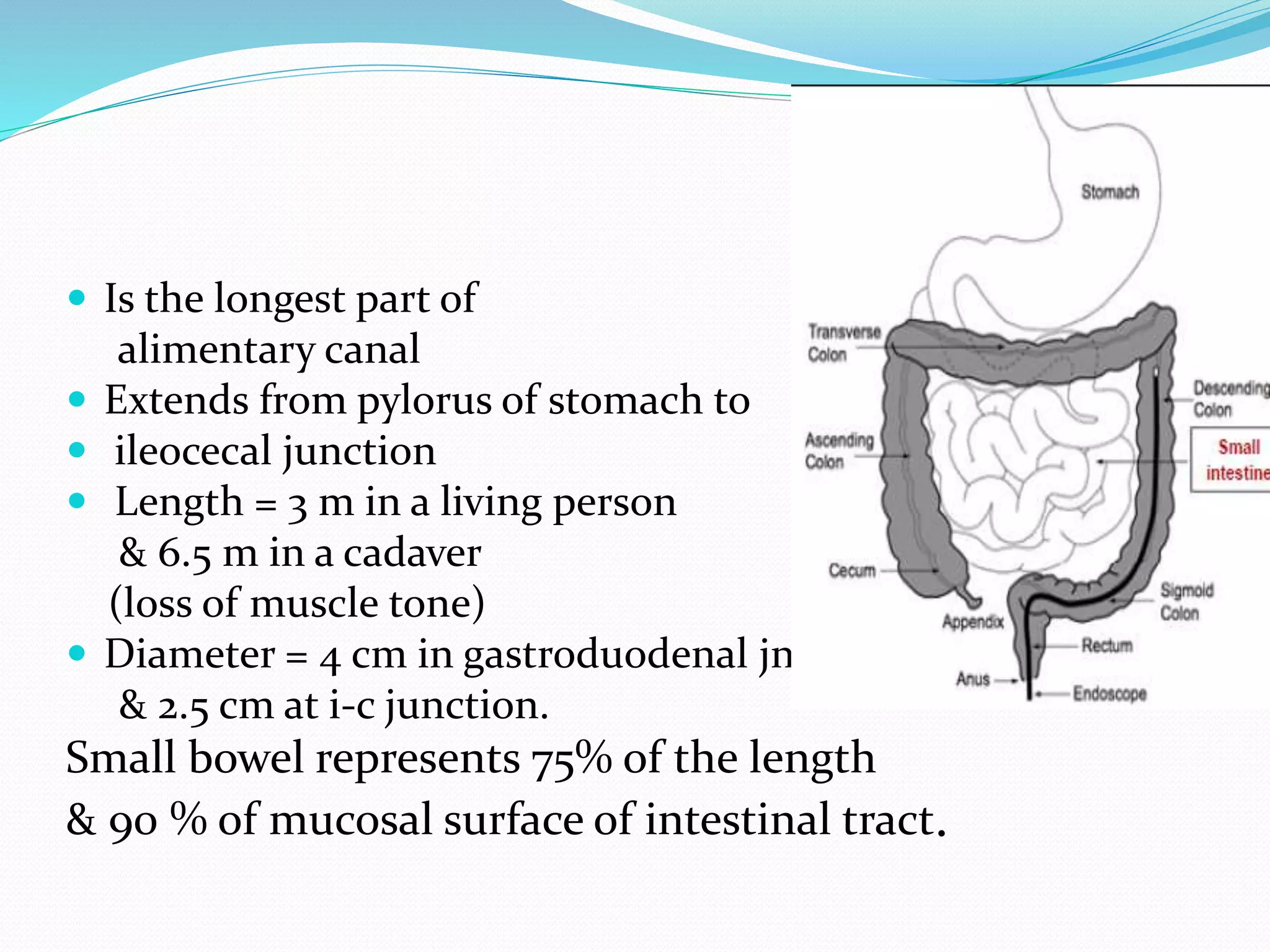 Imaging anatomy of small intestine | PPTX