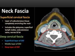 IMAGING ANATOMY OF SUPRAHYOID NECK SPACES copy.pptx