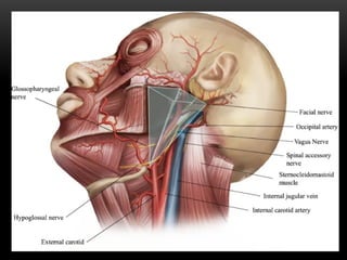 IMAGING ANATOMY OF SUPRAHYOID NECK SPACES copy.pptx