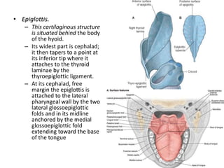 Imaging and pathology of larynx (2) | PPTX