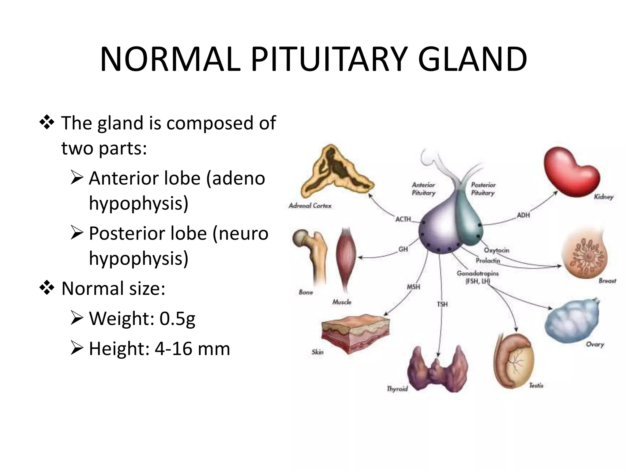 Imaging endocrine and gu copy | PPTX