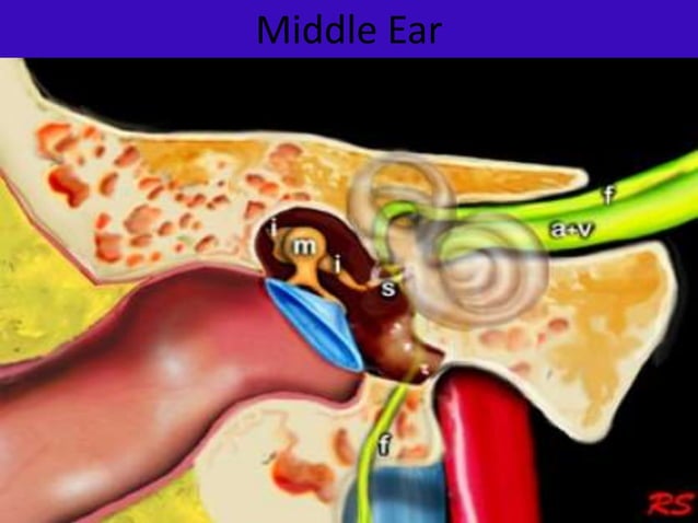 Imaging in ent | PPTX | Ear, Nose and Throat Conditions | Diseases and ...