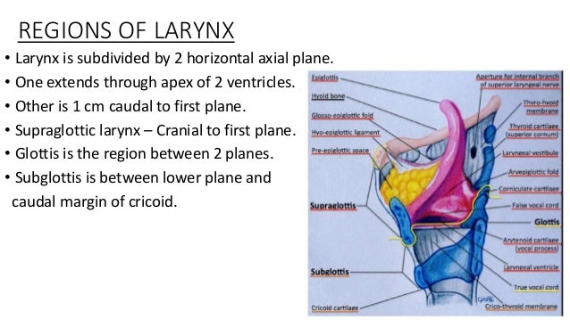 Imaging in laryngeal malignancy