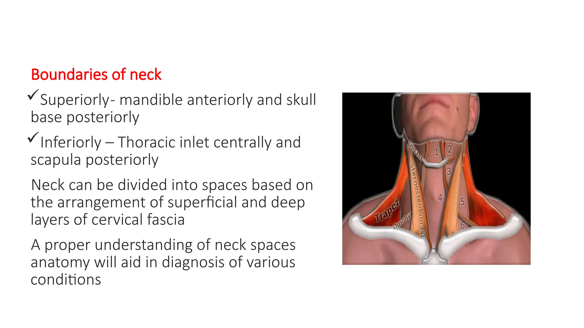 IMAGING IN NECK SPACES.POWERPOINT PRESENTATION | PPTX