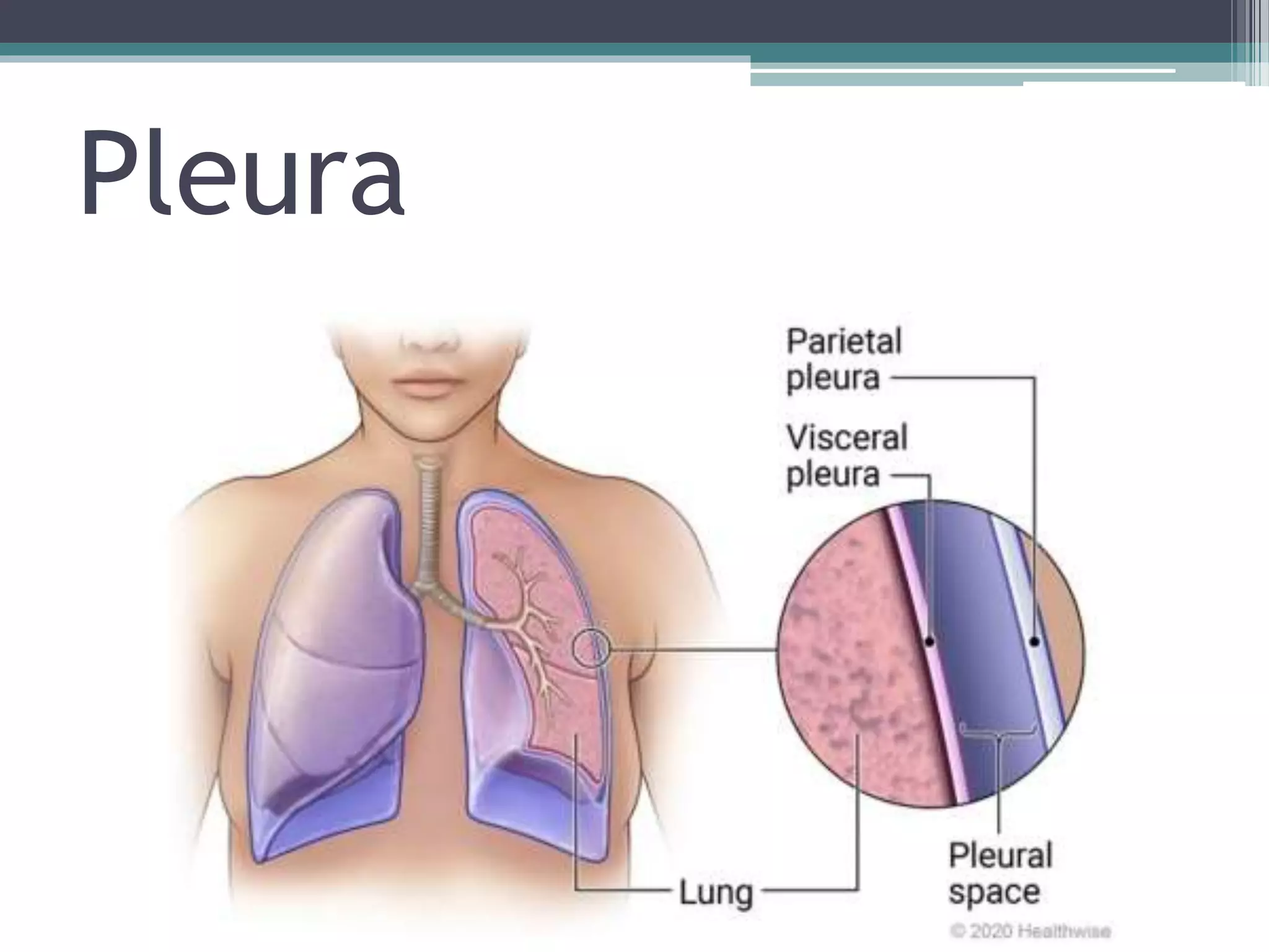 Imaging In Pneumothorax Pptx