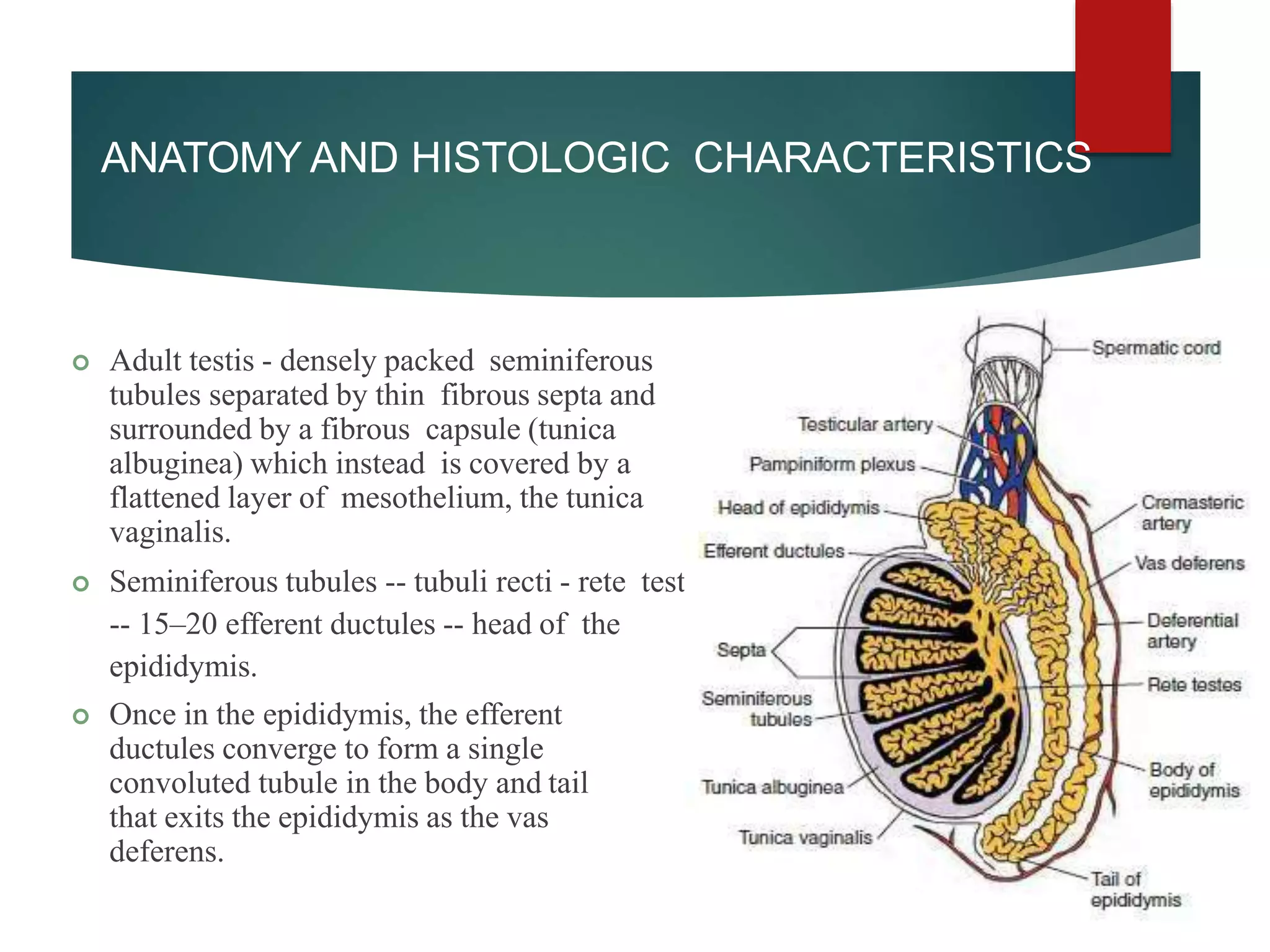 Imaging in testicular tumor | PPTX