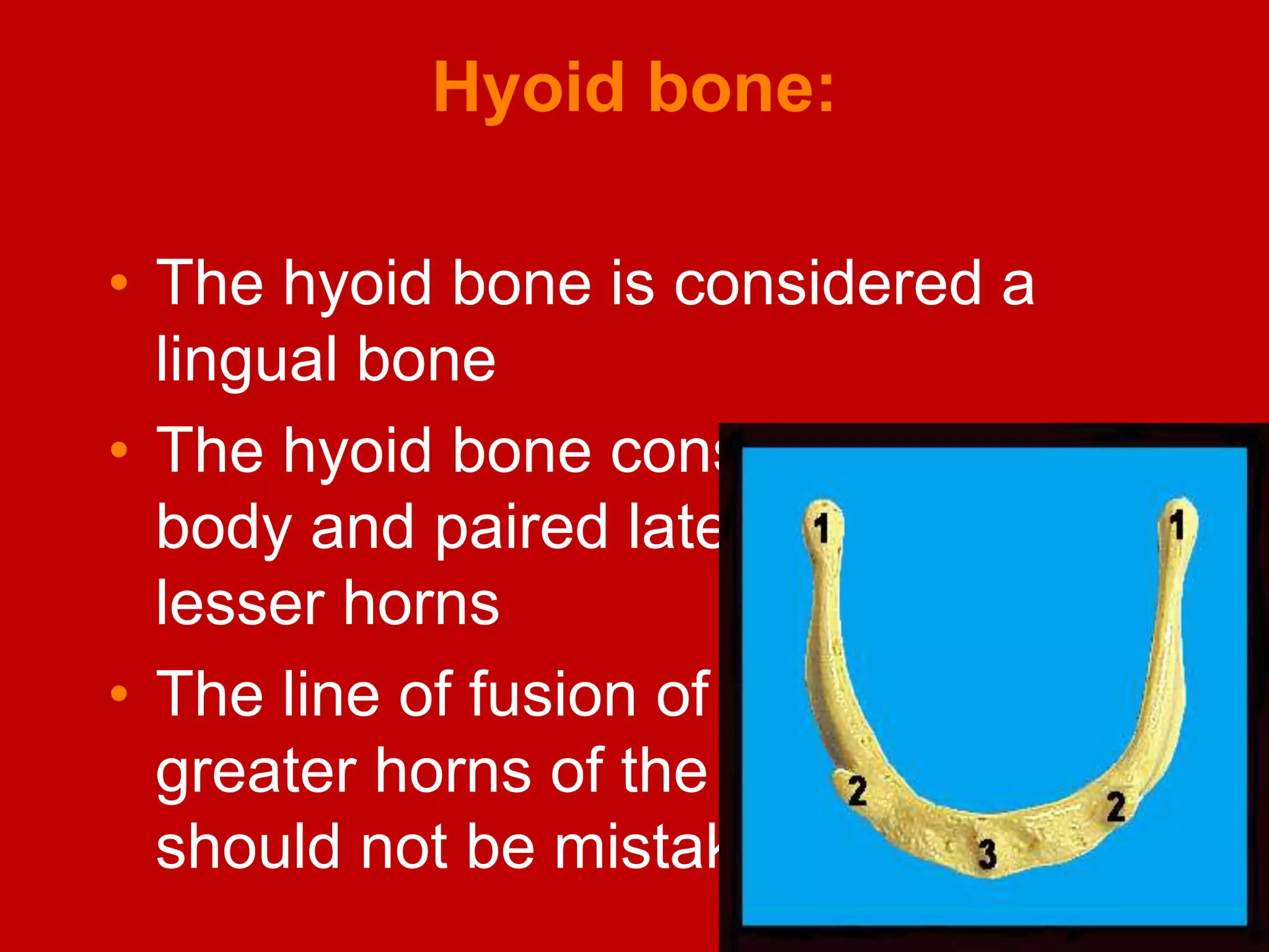 larynx Imaging 1st part laryngeal anatomy CT MRI Dr Ahmed Esawy | PDF