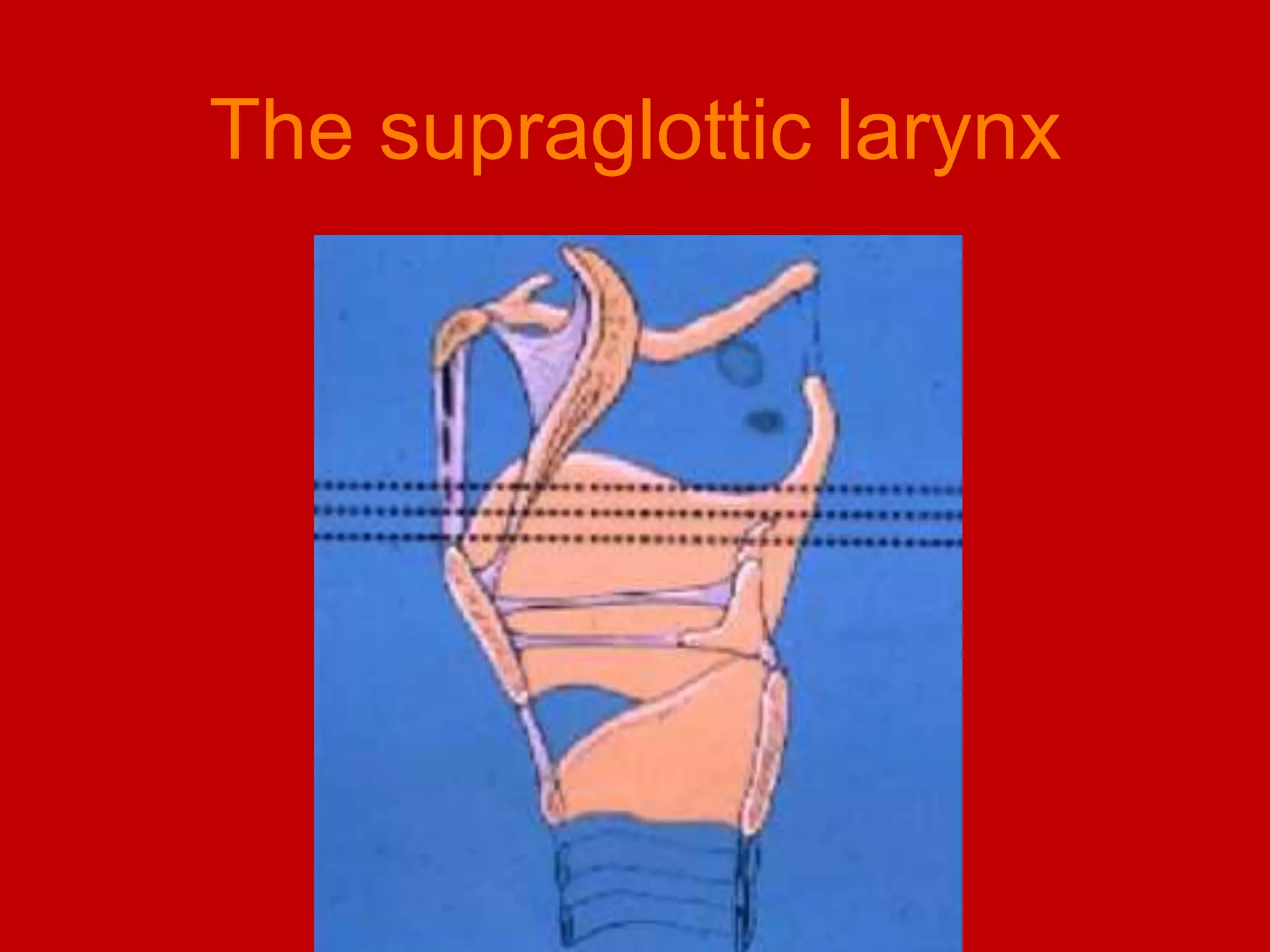 larynx Imaging 1st part laryngeal anatomy CT MRI Dr Ahmed Esawy | PDF