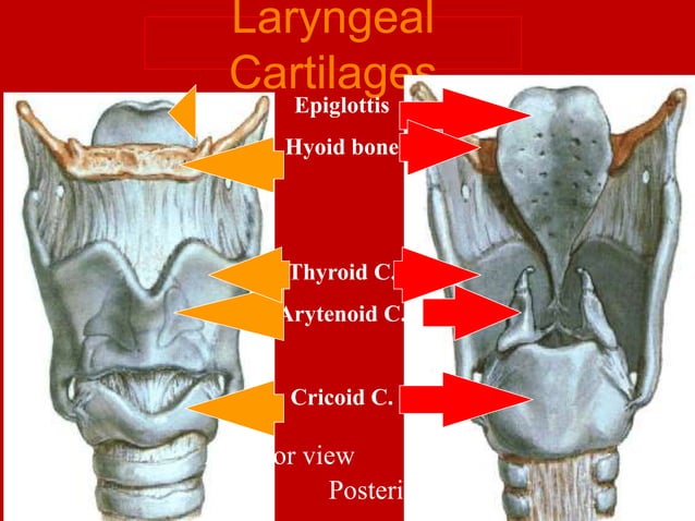 larynx Imaging 1st part laryngeal anatomy CT MRI Dr Ahmed Esawy | PDF