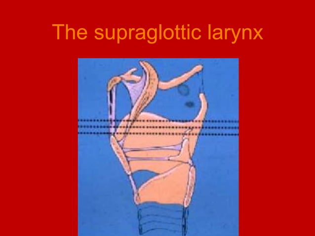 larynx Imaging 1st part laryngeal anatomy CT MRI Dr Ahmed Esawy | PDF