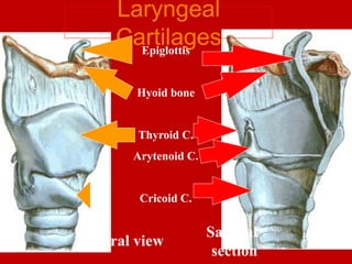 Cuneiform Bone Larynx