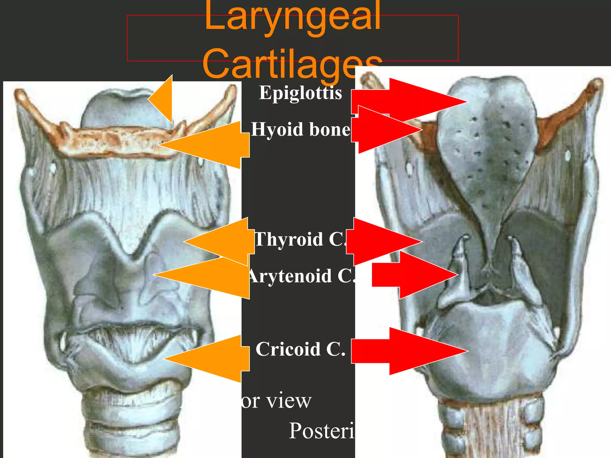Full Story larynx Imaging CT MRI Dr Ahmed Esawy | PDF | Ear, Nose and ...