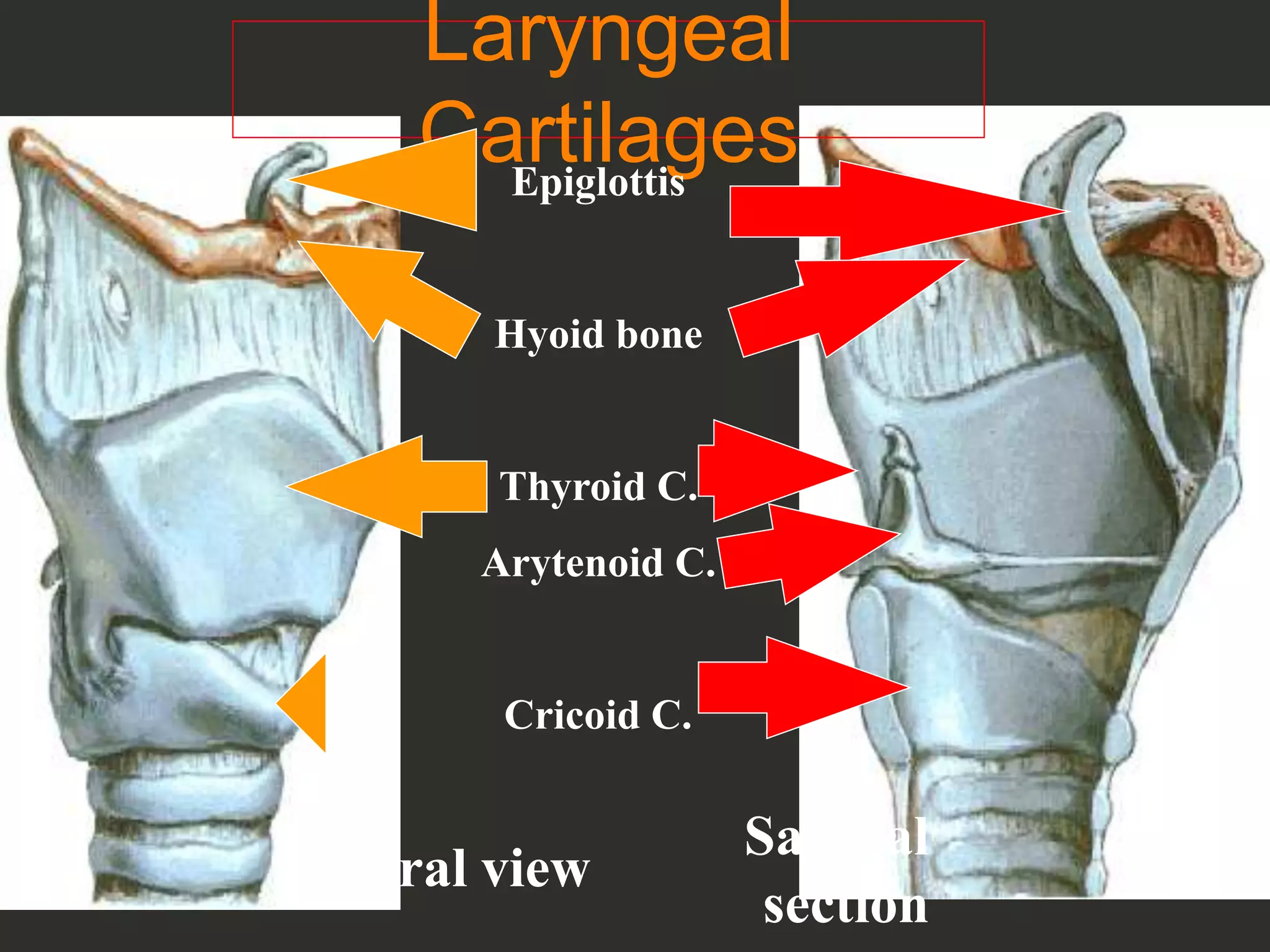 Full Story larynx Imaging CT MRI Dr Ahmed Esawy | PDF | Ear, Nose and ...