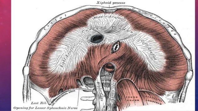 Semilunar Hiatus Wikipedia