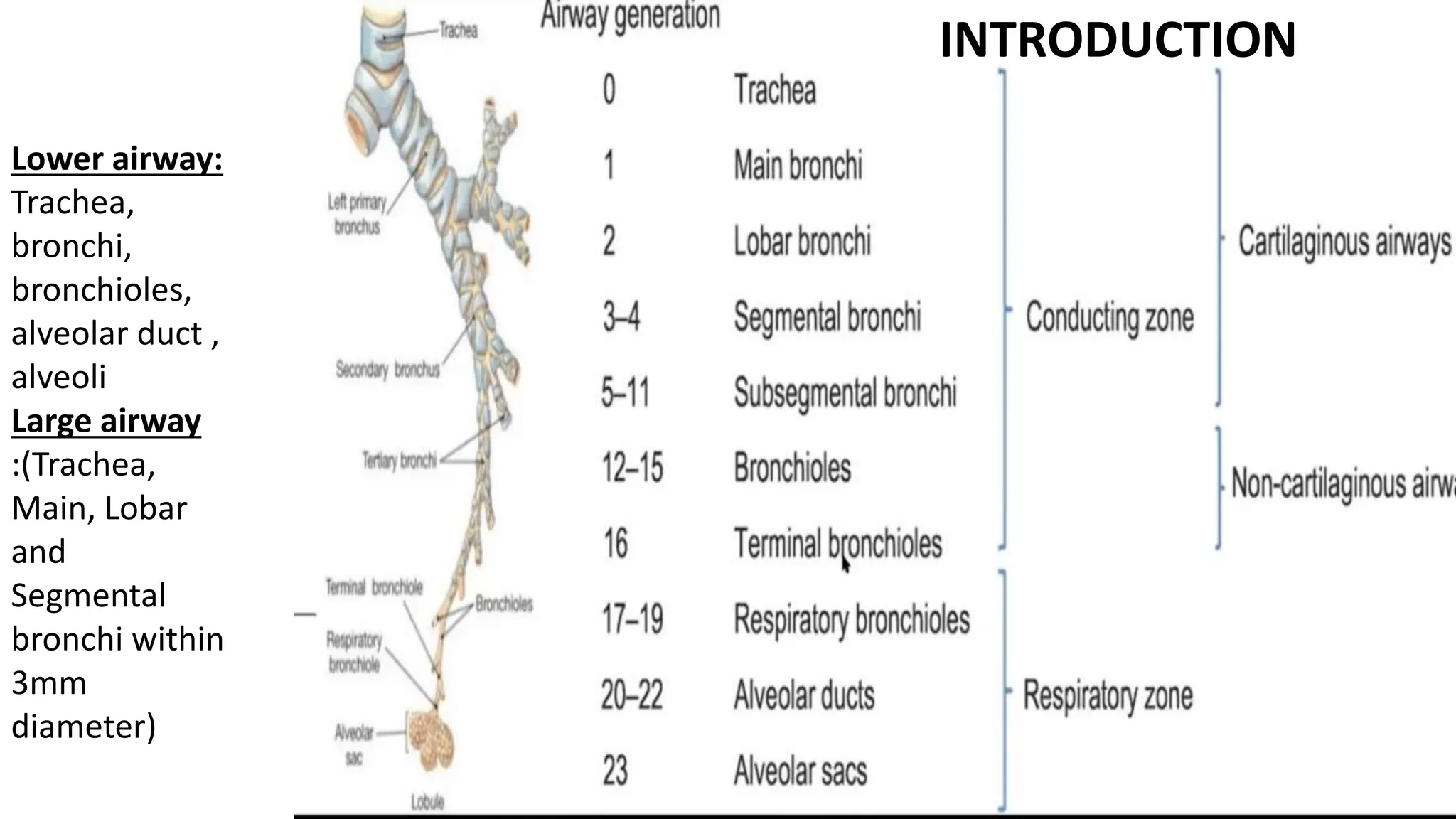 Imaging of large and small airway diseases.pptx