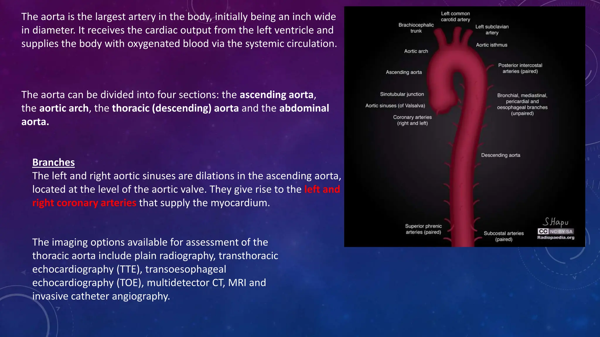 imaging of aorta(branches of thorax) (1).pptx