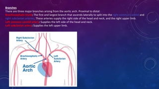 imaging of aorta(branches of thorax) (1).pptx | Heart and ...