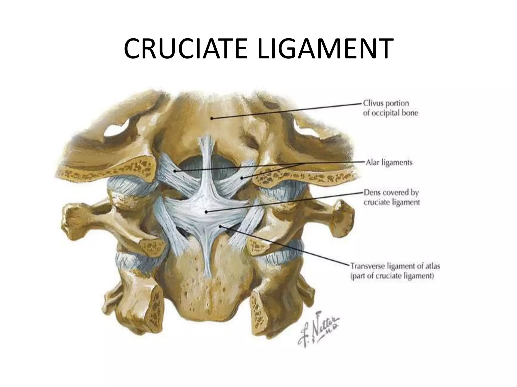 Imaging of atlanto occipital and atlantoaxial traumatic injuries | PPTX