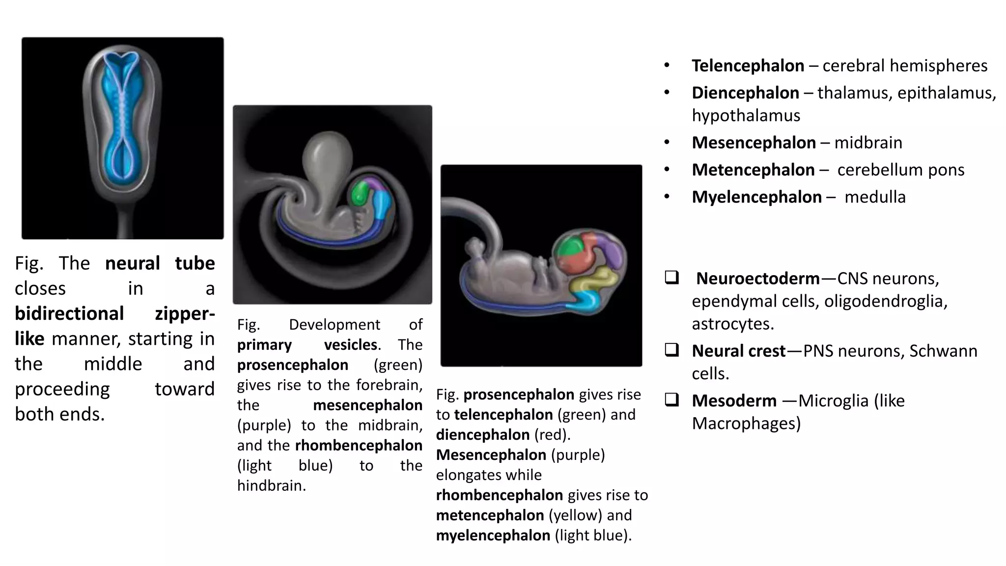 Imaging of congenital CNS lesions | PPTX