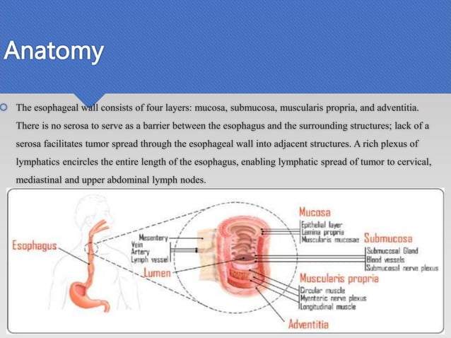 imaging of esophagus.ppt