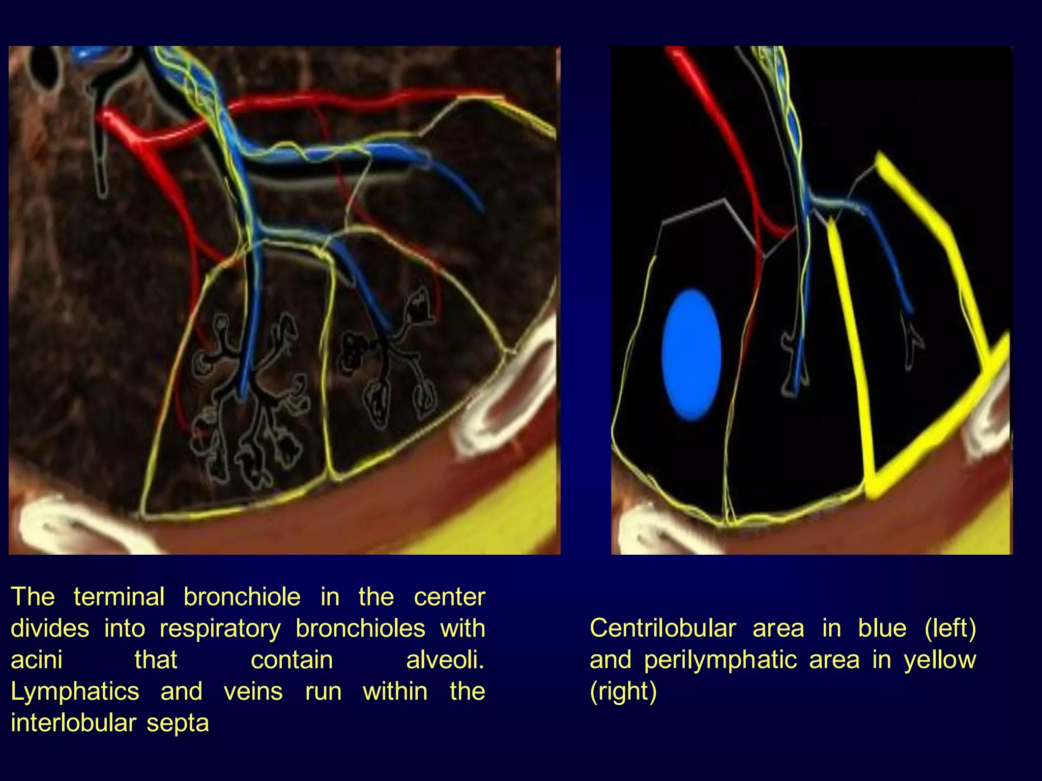 Imaging of IPF | PPT