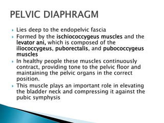 Imaging of pelvic floor weakness | PPTX