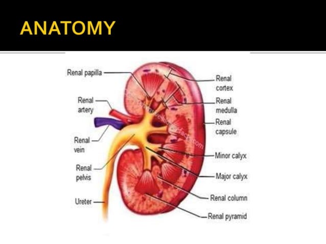 Imaging of renal hypertension | PPTX