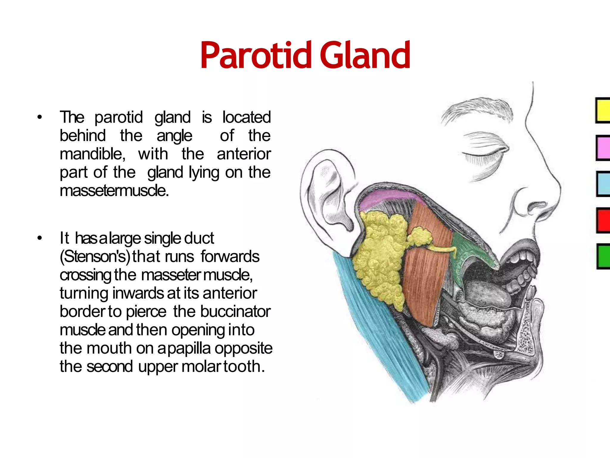 Imaging of salivary glands | PPTX